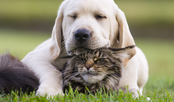 How do i introduce my new puppy to my cat?